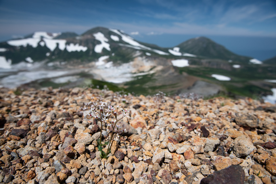 【画像ギャラリー】暑さにうだって、雪渓で涼むヒグマの珍画像！ - 自動車情報誌「ベストカー」